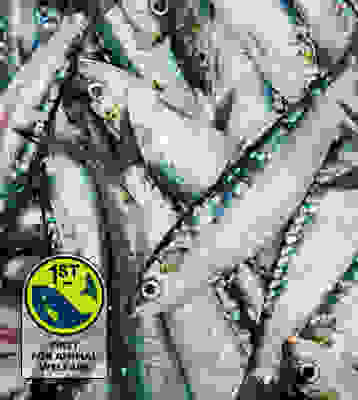 Animal welfare | Waitrose & Partners