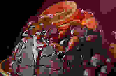 Stir-Up Sunday 2023 | Christmas Pudding | Waitrose & Partners