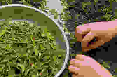 Tea | Waitrose & Partners