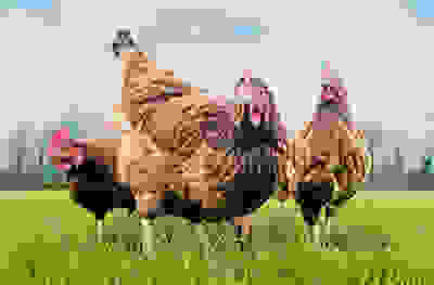 How to Roast Chicken | Times & Temperatures | Waitrose & Partners